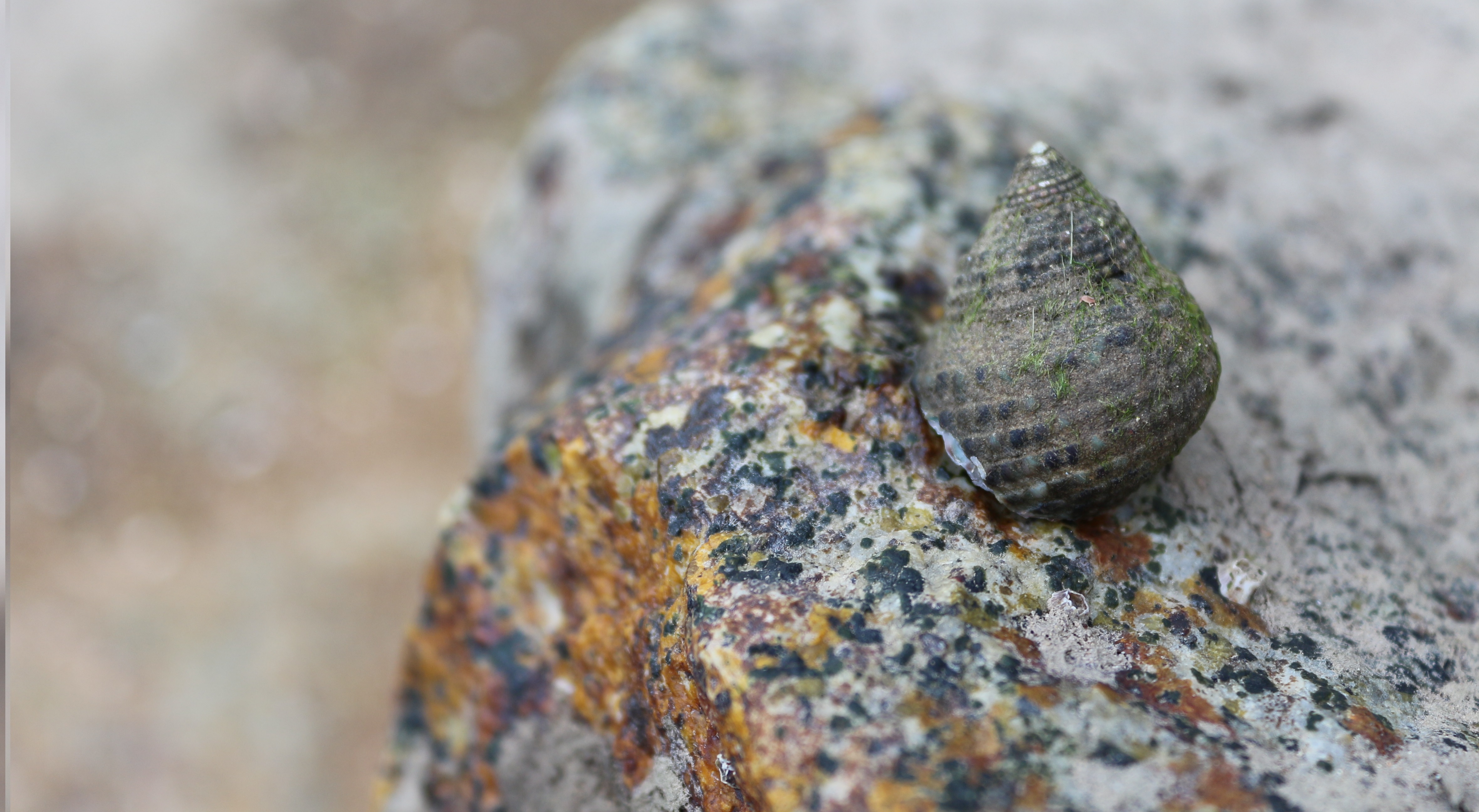 taxo4254 - Monodonta labio